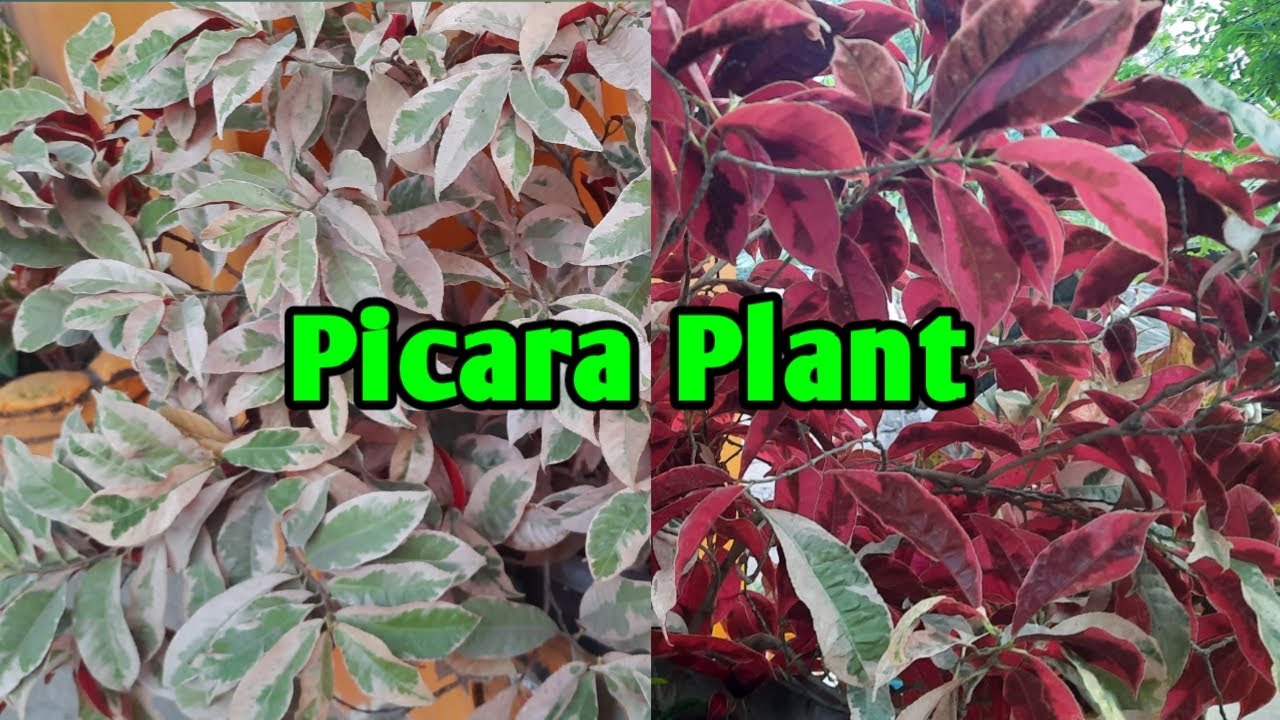 PICARA PLANT (Excoecaria cochinchinensis) Chinese croton #shorts video ...