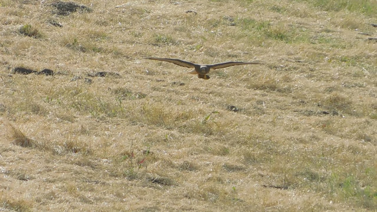 Speedy, April, RedTailed Hawks, Lucifer, Fluffy, Tabby and Steller's ...