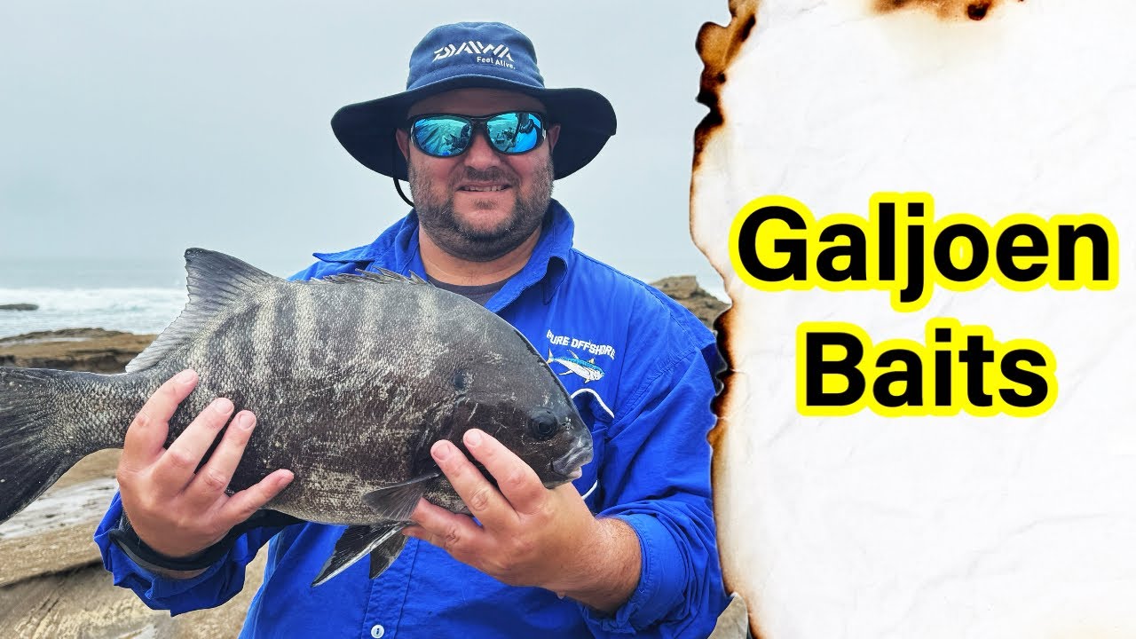 Bait Demo: Galjoen - YouTube