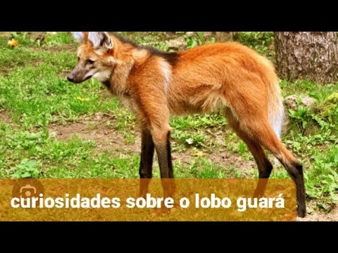 falando curiosidades sobre o lobo guará😁 - YouTube