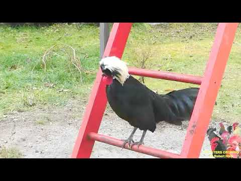 Qubadaki Kekili Xoruz Səsi