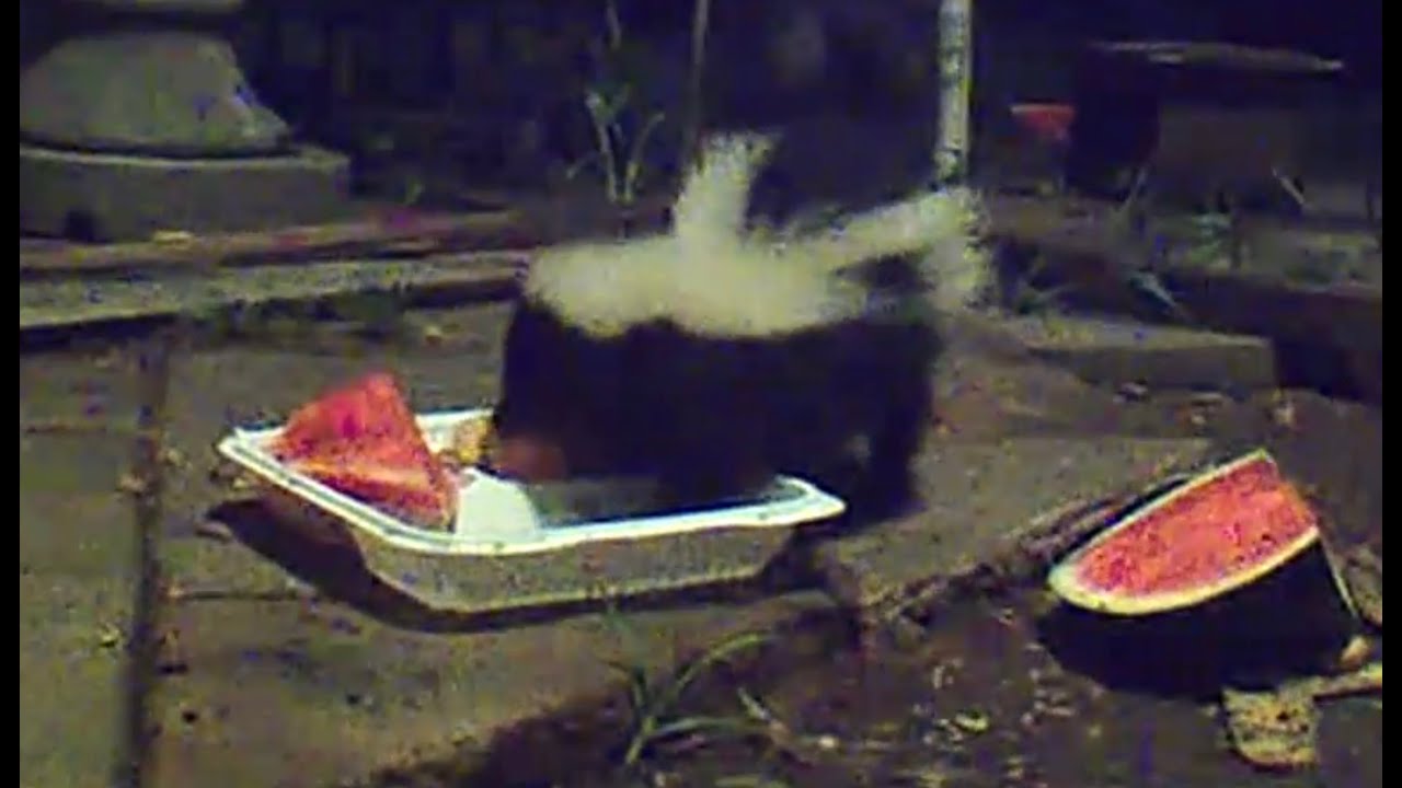 Baby Skunk Barking at Unworried Adult Skunk Over Watermelon Treat!🥰🍉🦨 ...