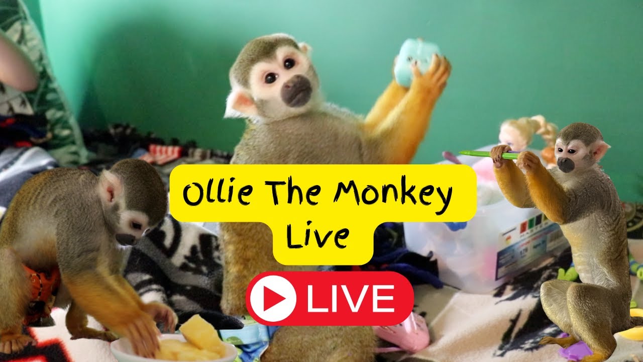 Ollie The Monkey Live Chat & Hang Out #monkey #live - YouTube
