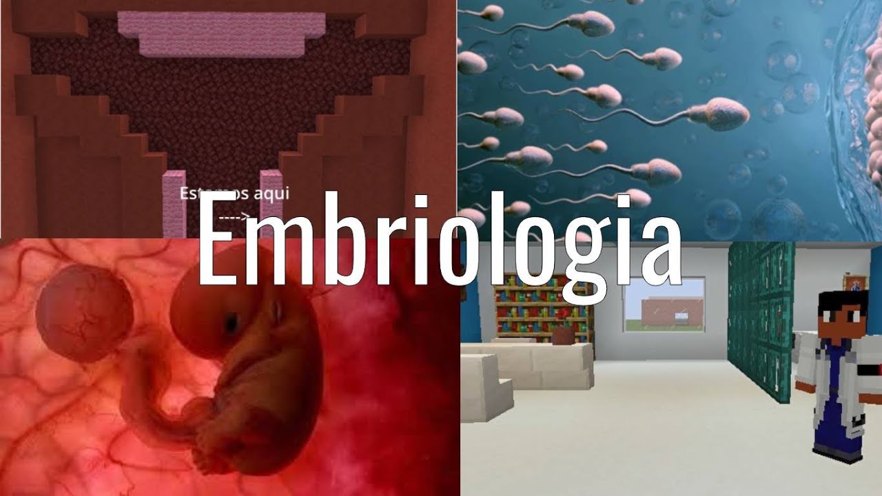 Embriología - Aprendiendo ANATOMIA en Minecraft - YouTube