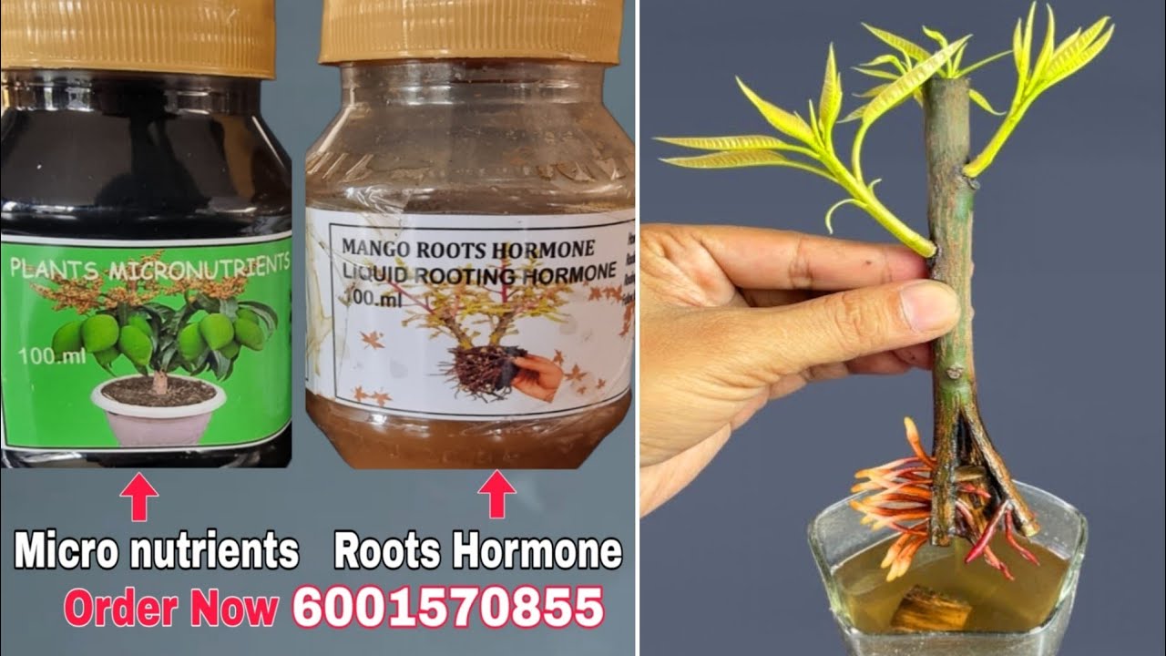 How To grow Mango tree Cuttings in Water using Rooting Hormone - YouTube