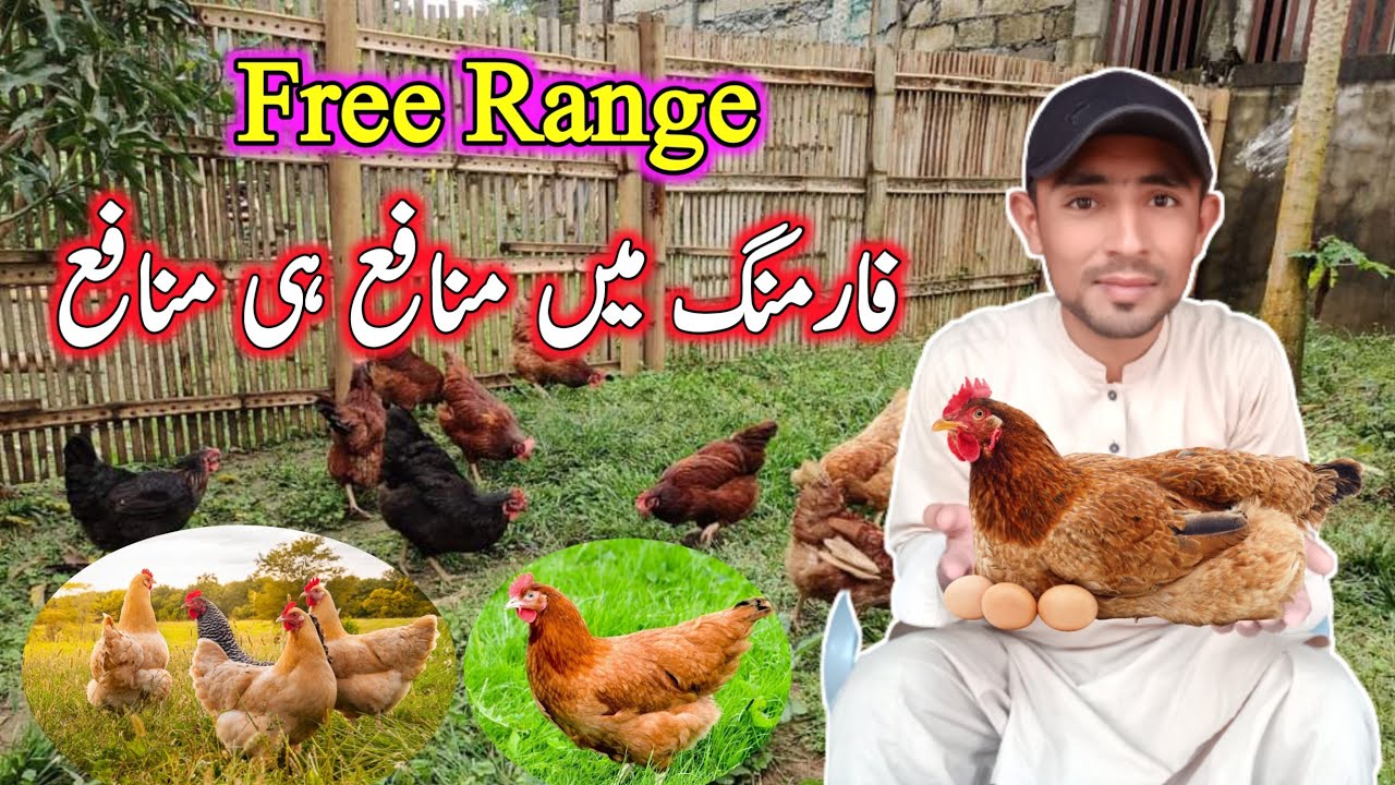 Free Range Chicken Farming in Pakistan || Desi Hens farming || BhAi Ali ...