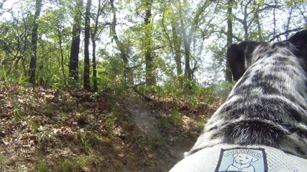 Singletrack Trail Dog- Running Dalmatian-Go Pro HD - YouTube