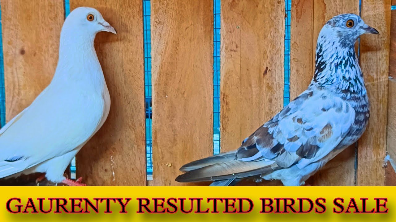 Top Quality birds in Offer / 1500/- | 6374370483 | #trending #sales ...
