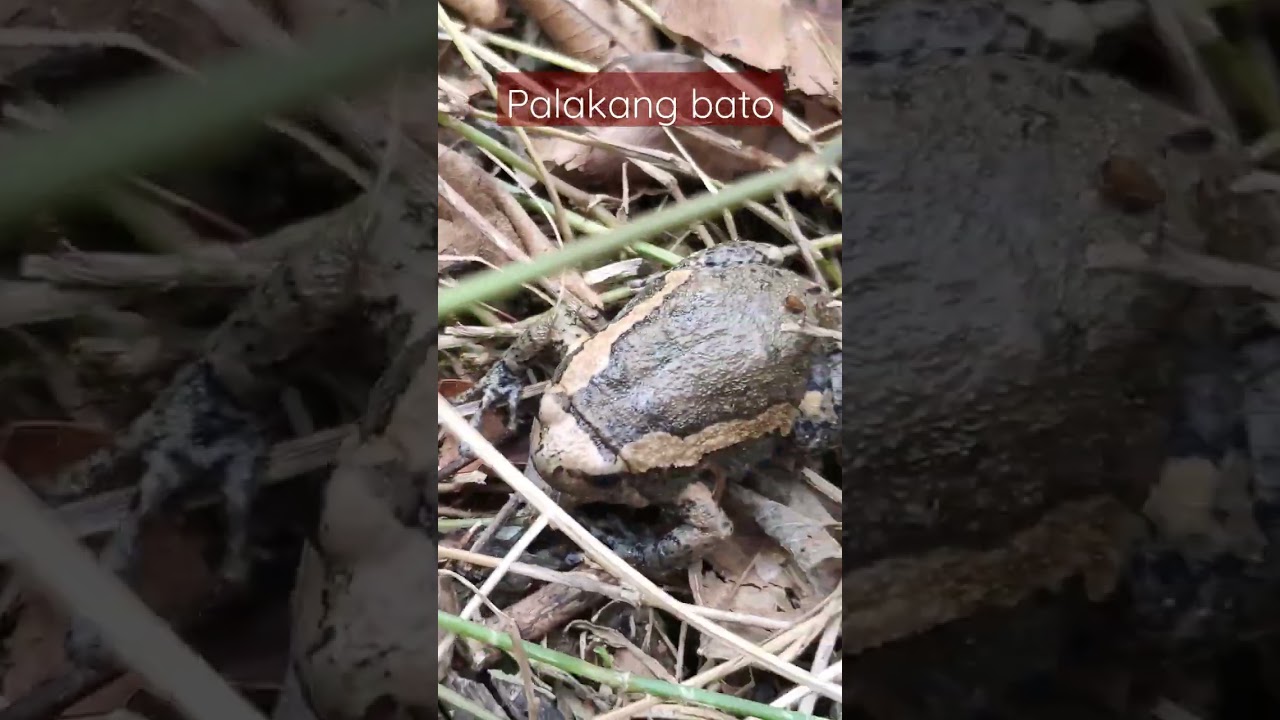 Palakang bato - YouTube