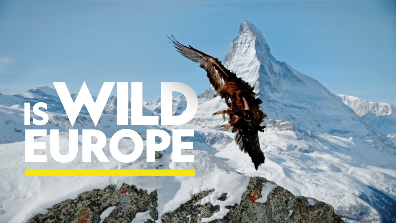 Wild Europe on Nat Geo WILD - YouTube
