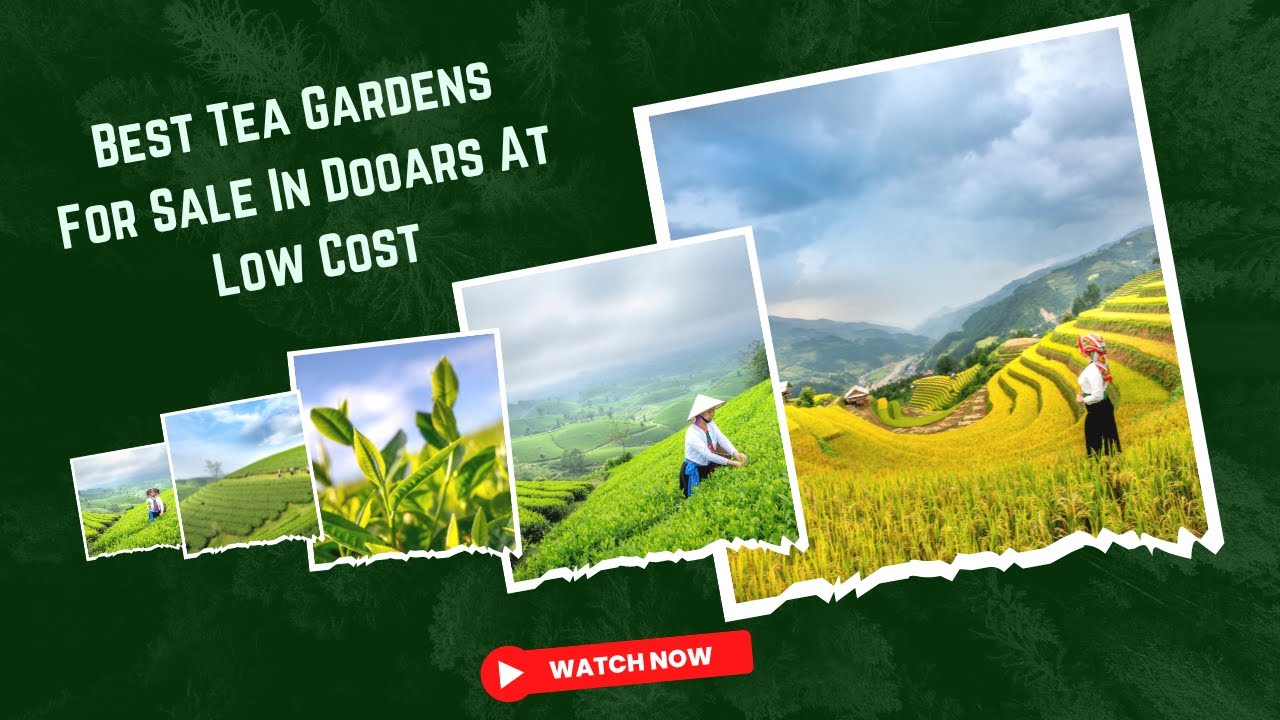 Best Tea Gardens For Sale In Dooars At Low Cost - YouTube