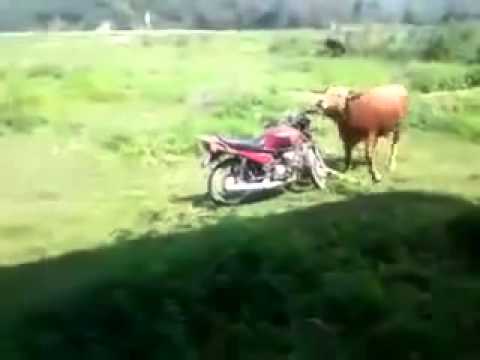 Motosiklete hallenen boğa