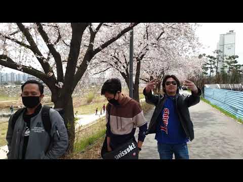 Sakura musim semi korea