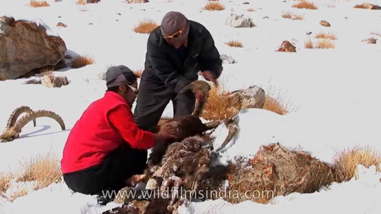 Ladakhis discover dead Ibex and try to salvage the head as a trophy ...