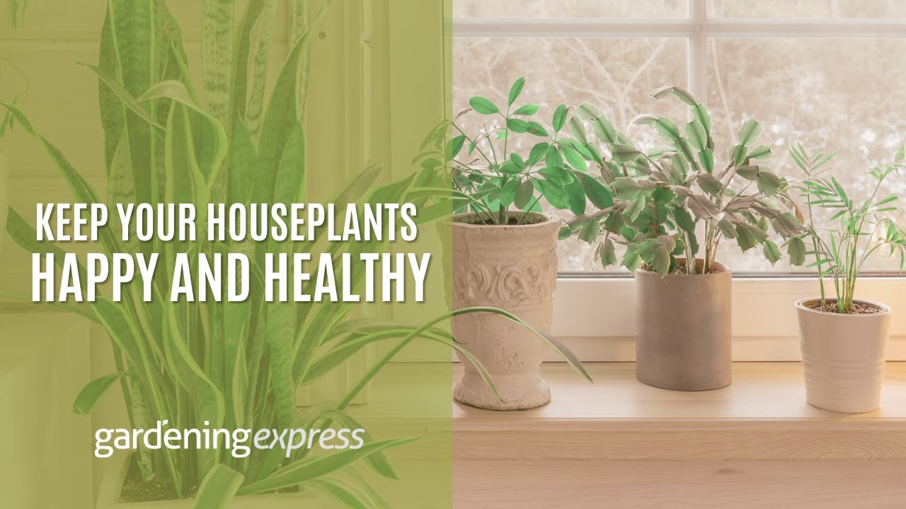 Keeping your Houseplants Happy and Healthy - YouTube