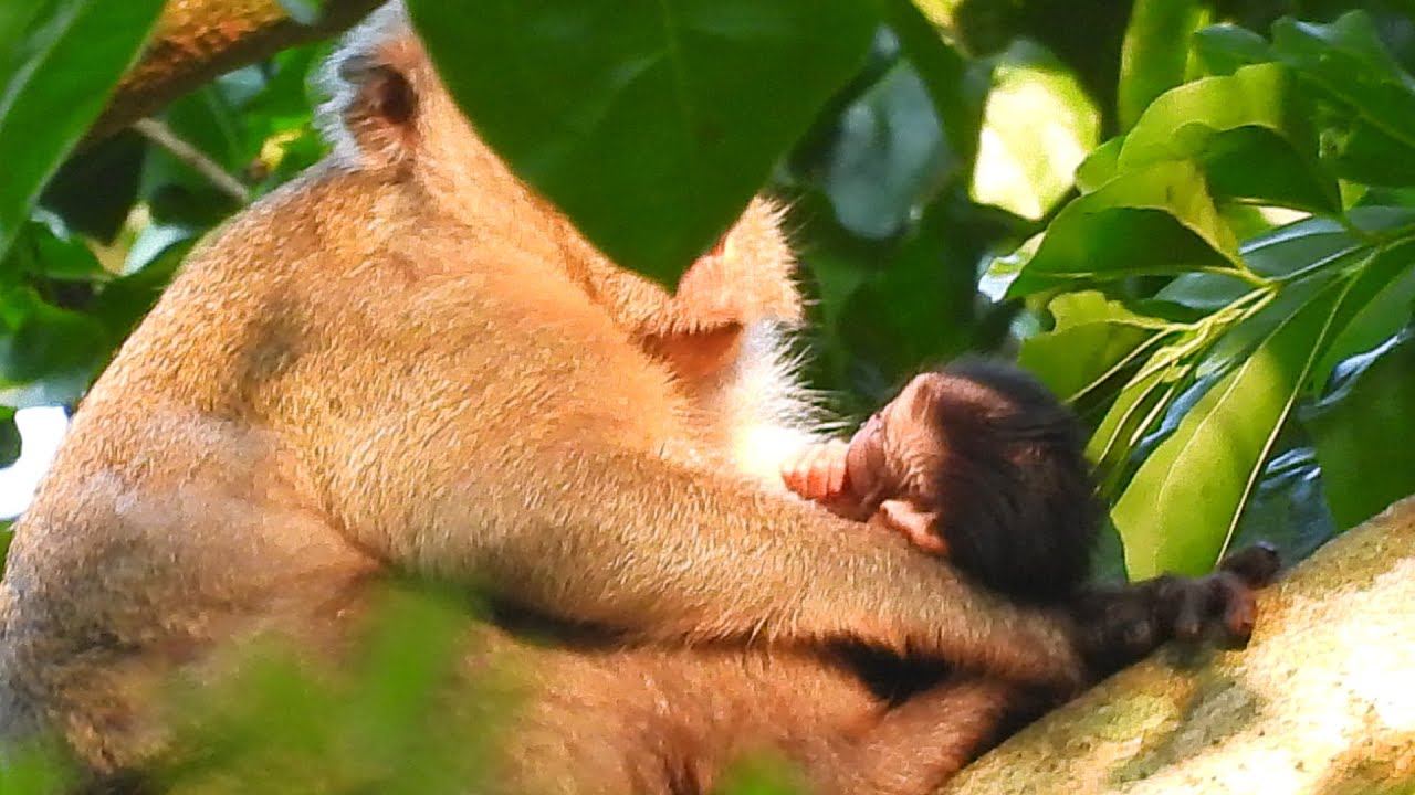 JANE HOLDING HER NEWBORN BREASDFEEDING. NEWBORN LOOK TO MOMMA VERY ...