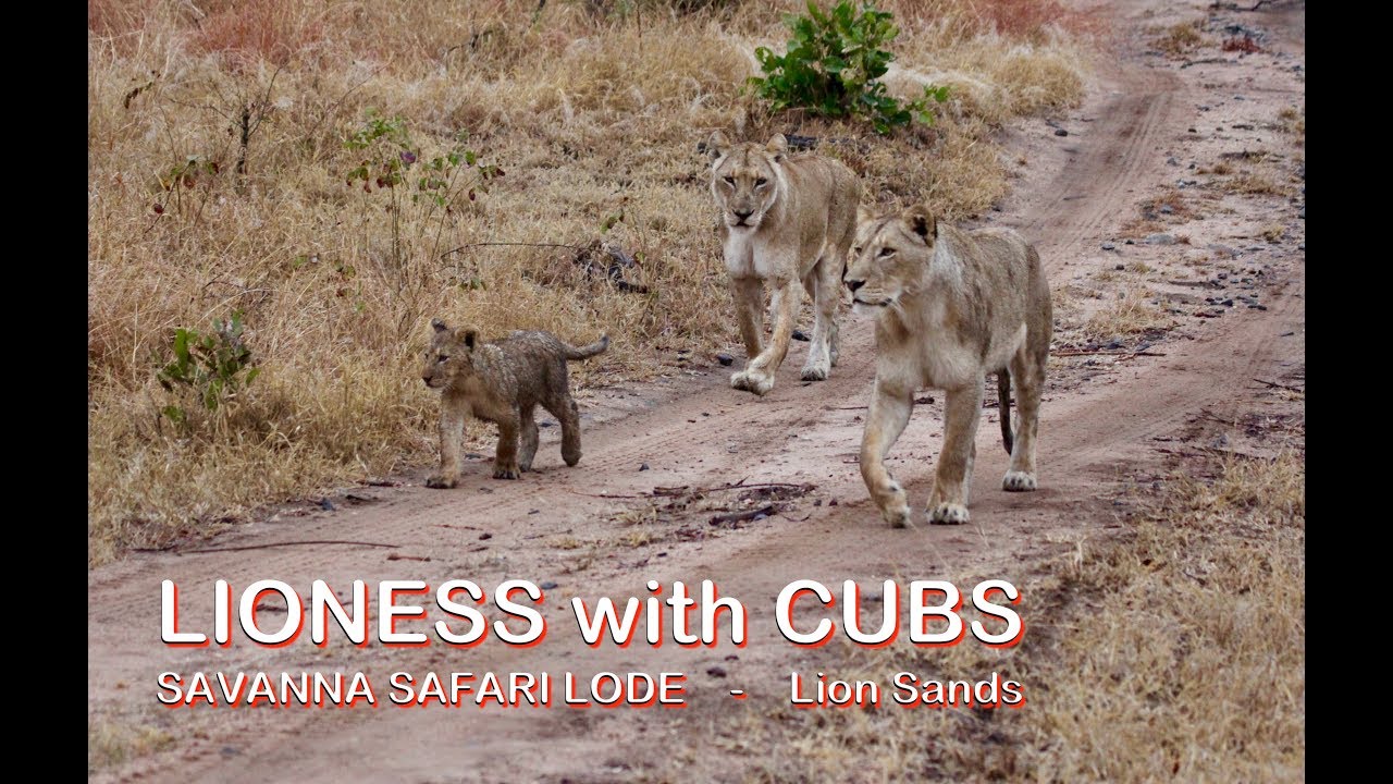LIONESS with CUBS - LION PRIDE - Savanna Safari Lodge - Lion Sands ...