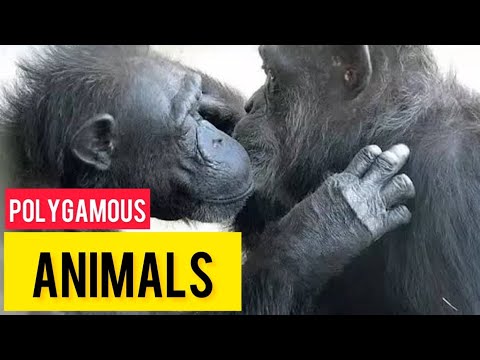Polygamous Mating: 10 Species That Mate With Multiple Partners - YouTube