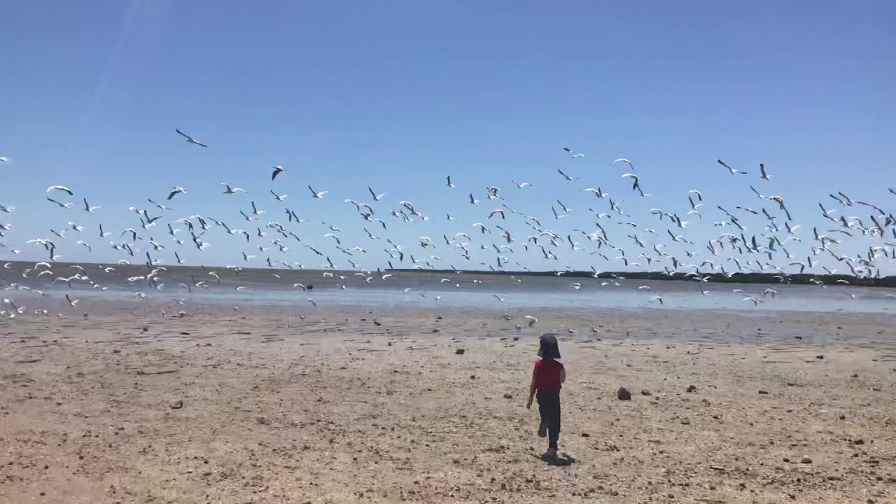 Semaphore beach Adelaide SA - Bãi biển ngập tràn thiên nhiên! Australia ...
