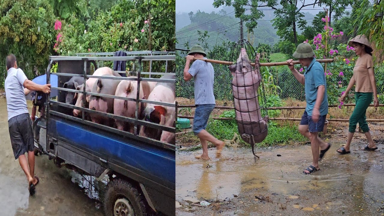 Close-up of catching 6 pigs to sell to traders in the rain. Pig care ...