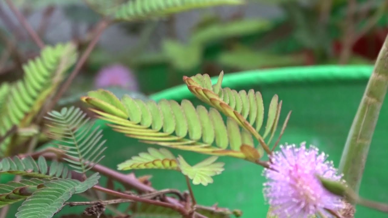 Mimosa pudica Leaves closing..! Touch me not Plant! Stress Buster ...