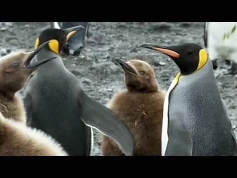 Antártida tem megarreunião de pinguins para acasalamento - YouTube