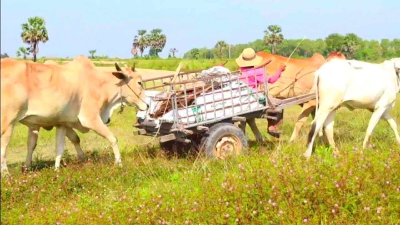 Farmer Female Foreign cow To the plantation - YouTube