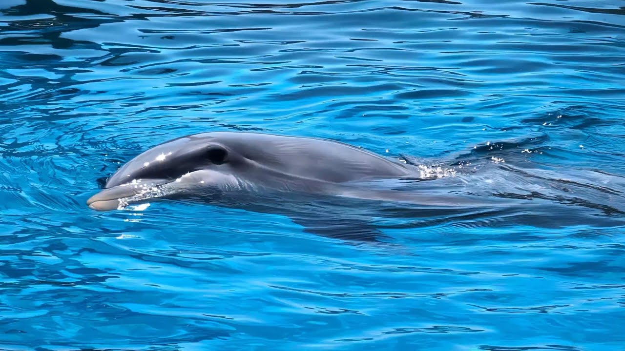 1 HOUR Stunning 4K Underwater footage + Music sleep and relaxation ...