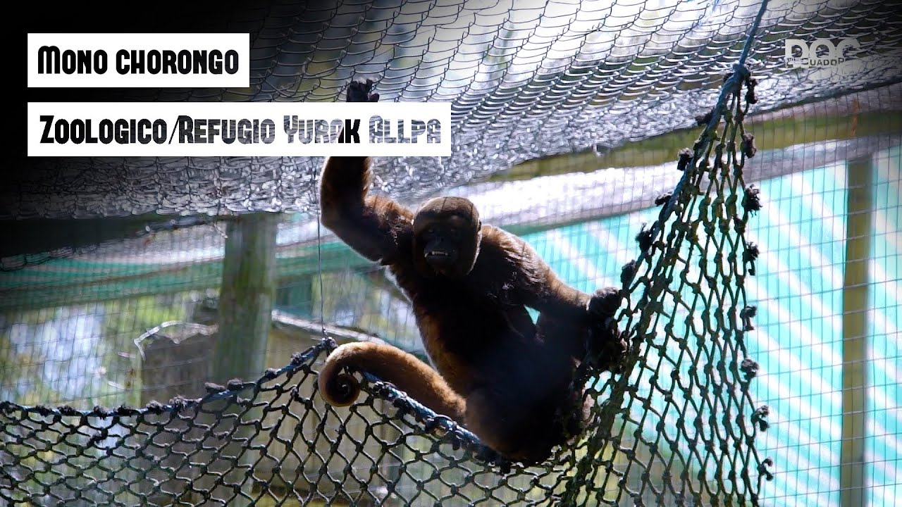 Animales en peligro de extinción (Mono chorongo) (Parroquia Tarqui ...