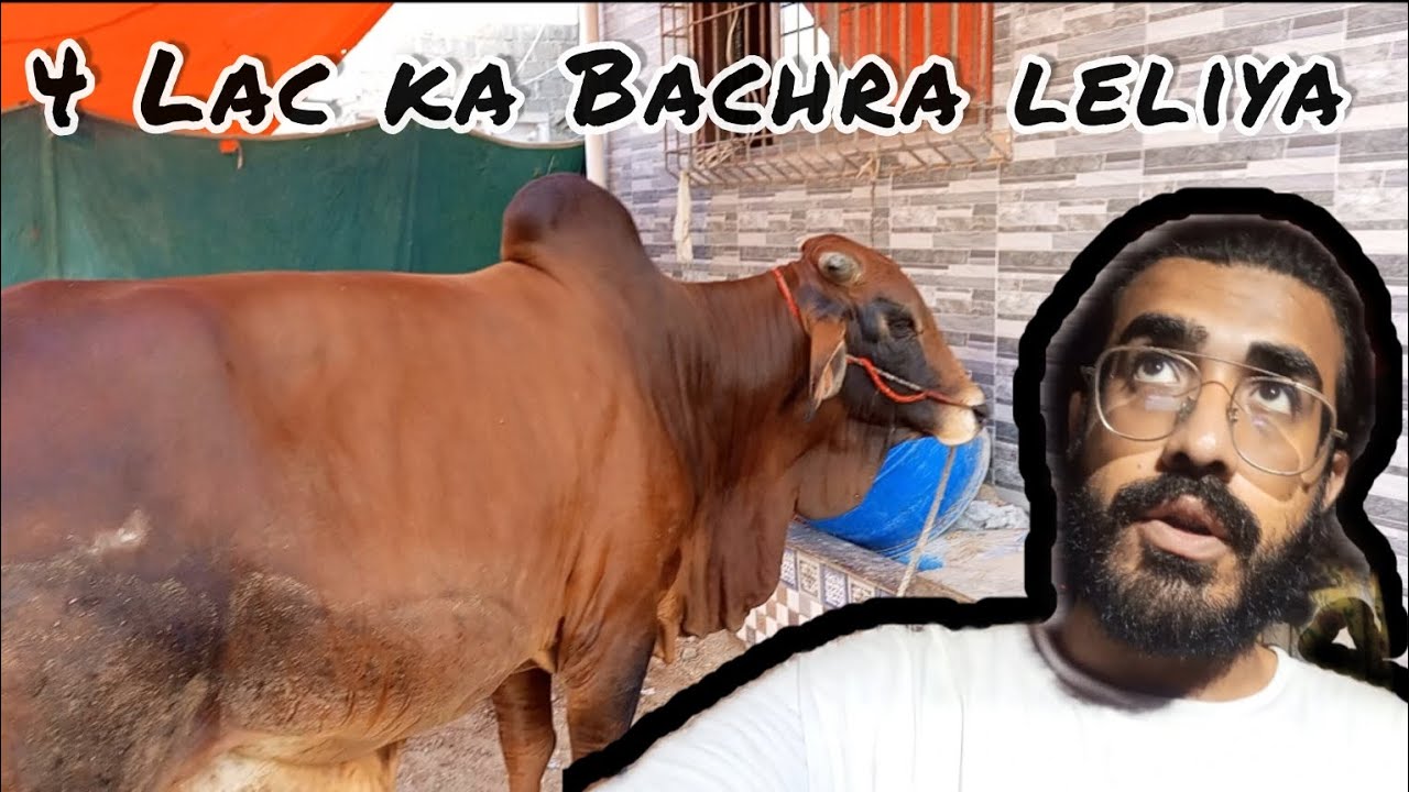 4 Lac ka Bachra Leliya | Qurbani 2023 | Taha Aslam Vlog - YouTube