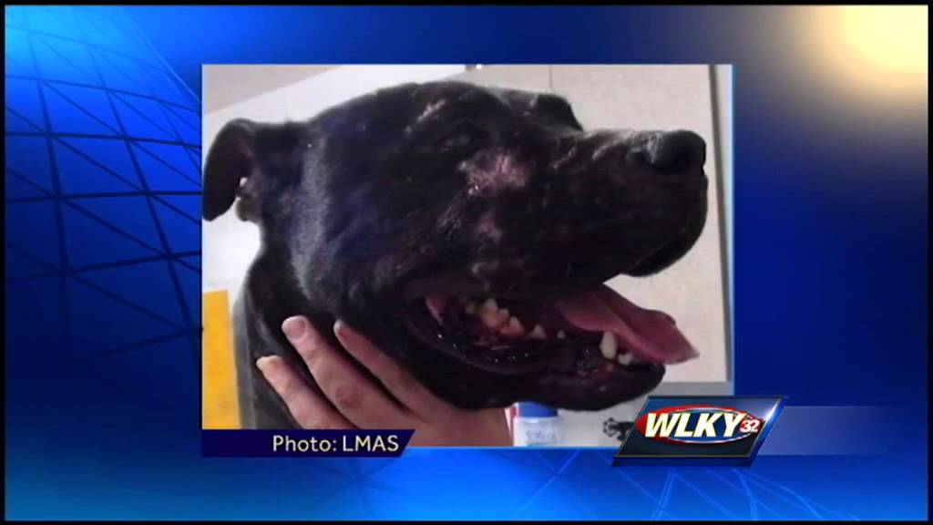 Man facing animal cruelty charged appears in court - YouTube