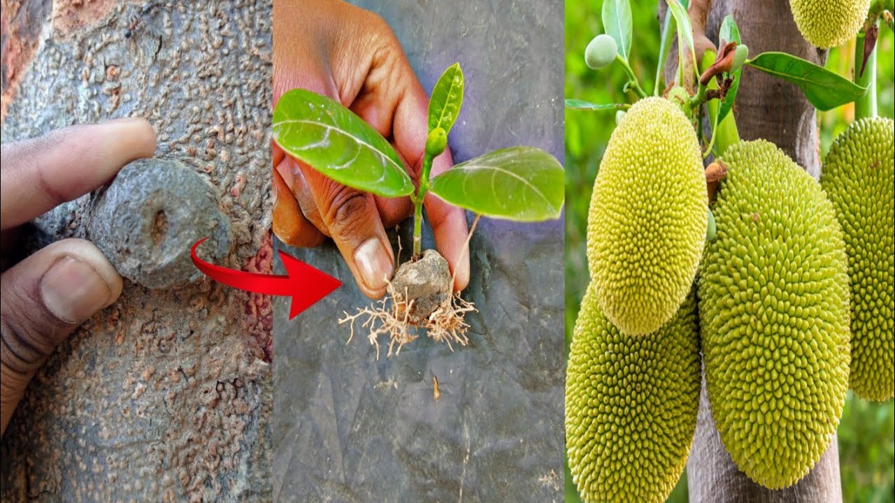 How To Grow Jackfruit, Tree Bud Grafting Jackfruit Tree Grows Fast 100% Success - YouTube