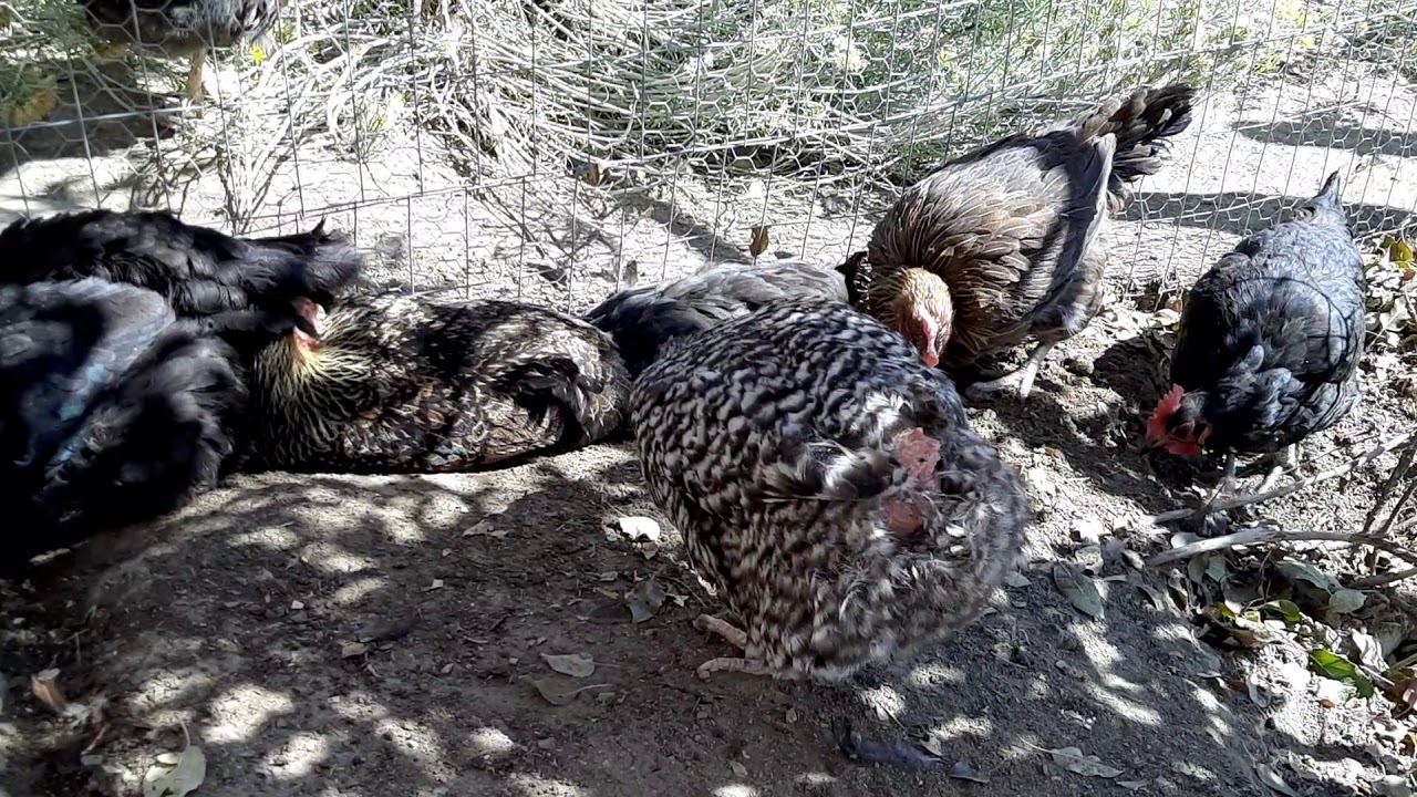 Chicken Molting Season and the Relationship to Egg Laying ...