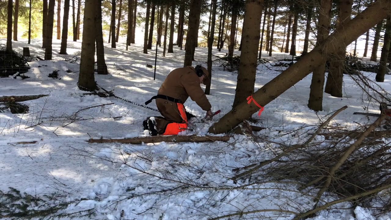 Pulling Down a Tree - YouTube