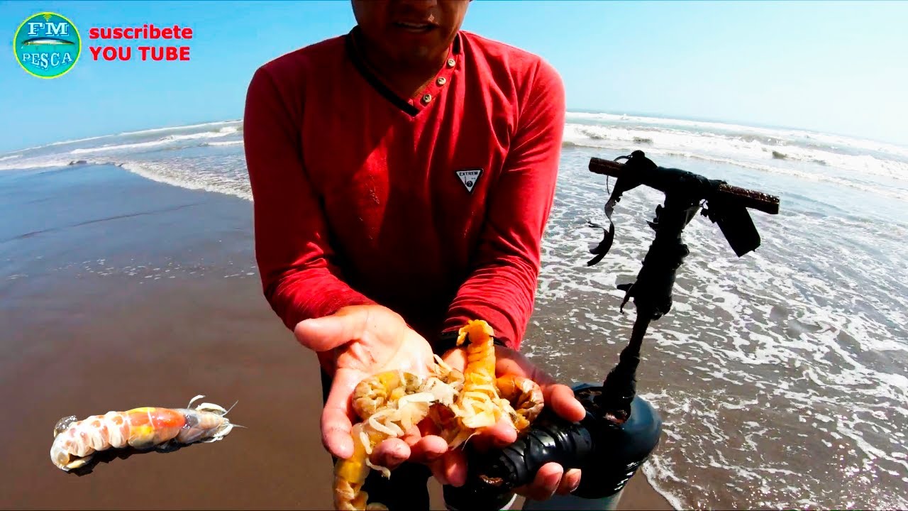 !!MIRA¡¡¡ Como Sacar Carnada Napes o Maruchas(Camaroncillo), Cebo Letal ...