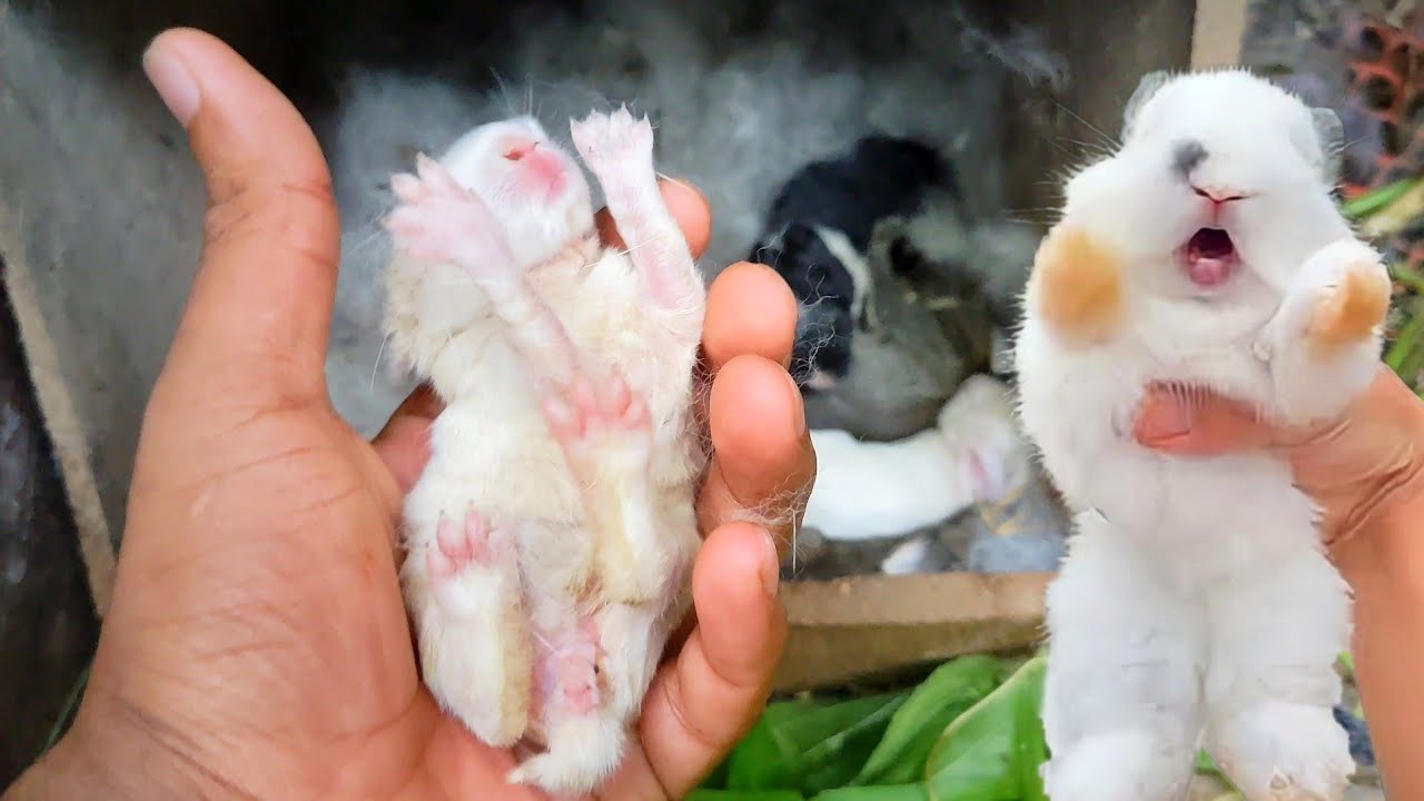 Rabbit screaming | So So Cute Baby rabbits sweet Sounds - Rabbit crying ...