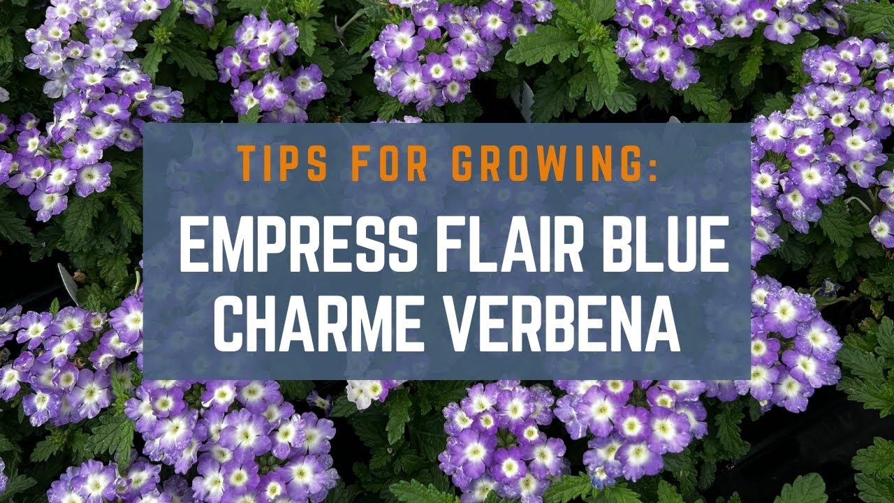 How to Grow Empress Flair Blue Charme Verbena - YouTube