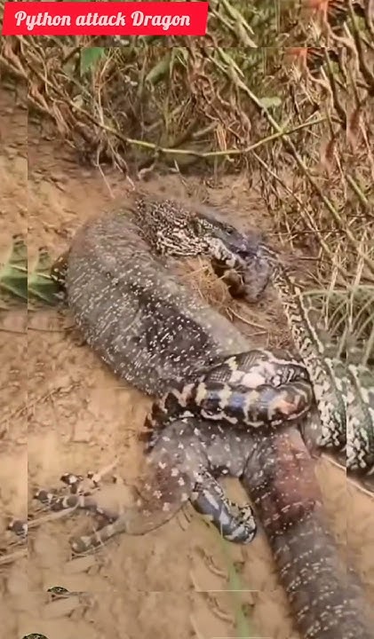 Tug of war between Python and Dragon - YouTube