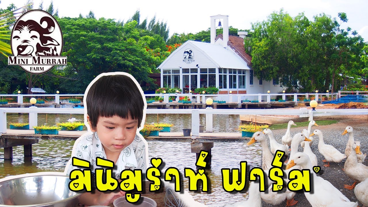 มินิมูร่าห์ฟาร์ม Mini Murrah Farm สวนสัตว์เล็กๆที่มีกิจกรรม มากกว่าสวน ...