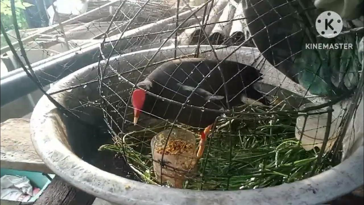 nữa đêm gửi chim trích ré la chống cho anh ở Quận 12 - YouTube