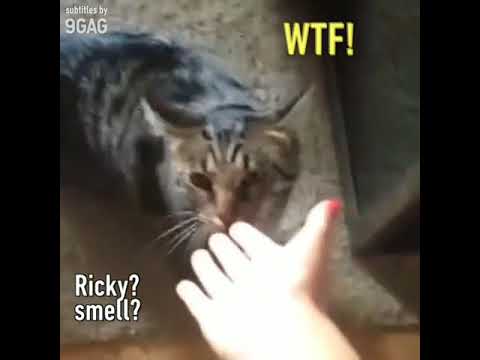 House Cat feel Betrayed Sooo Funny - YouTube