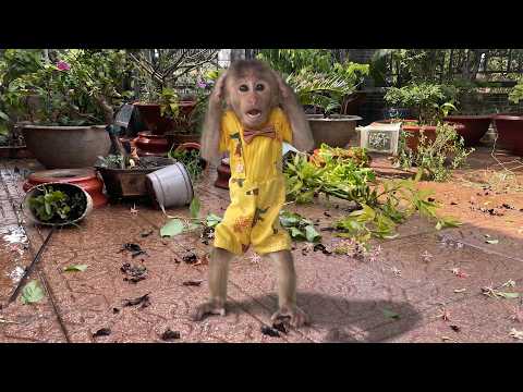 After the Stormy Night — Lulu Panics Seeing the Flower Garden Flattened