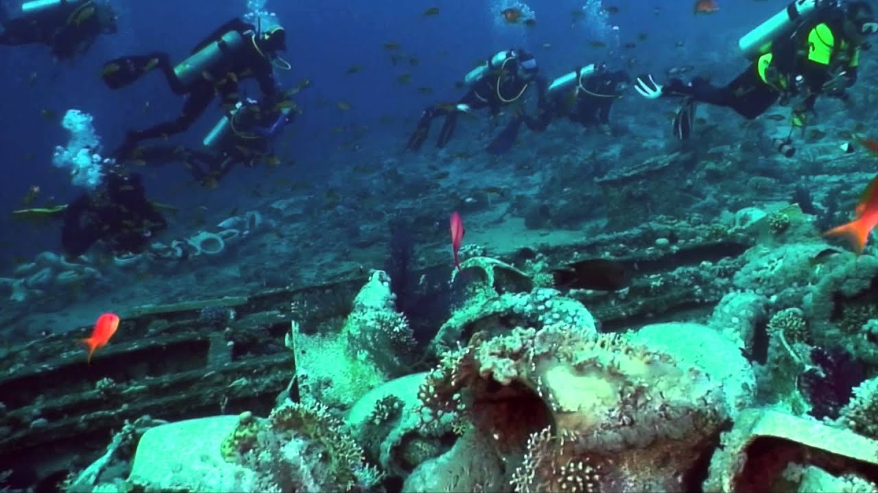 Shark & Yolanda Reef - YouTube