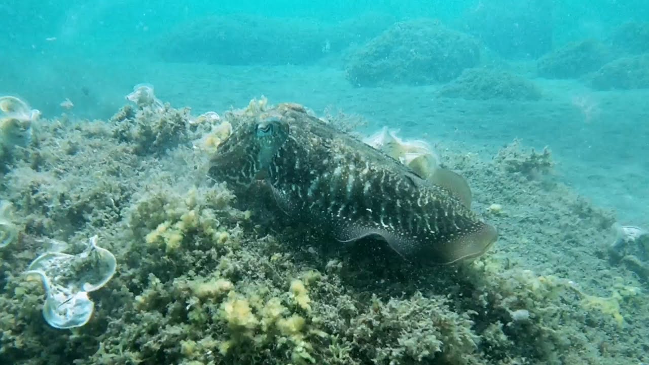Marine life of the Canary Islands - YouTube