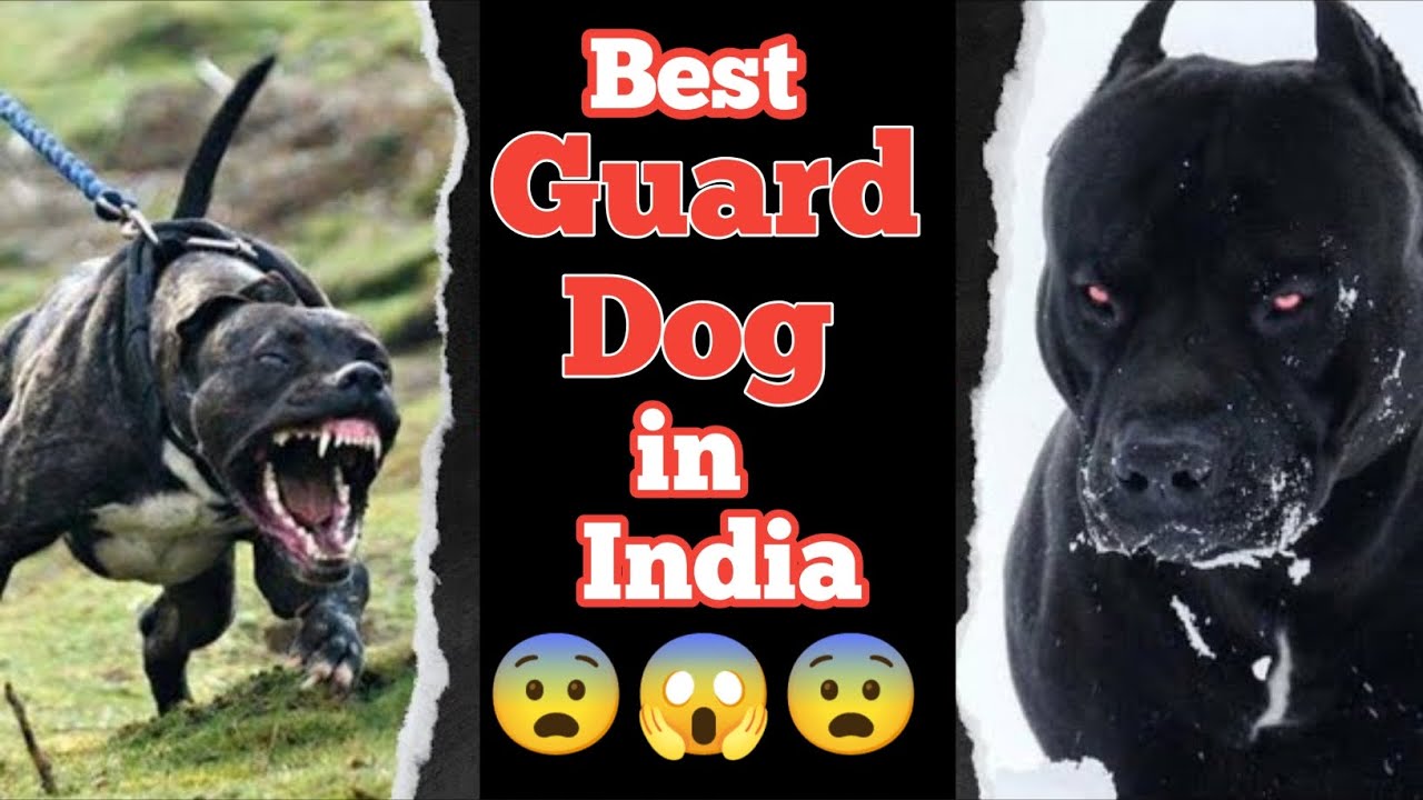 Top 5 Guard Dog Breeds In India | Guard Dogs | Top 5 Best Guard Dog ...