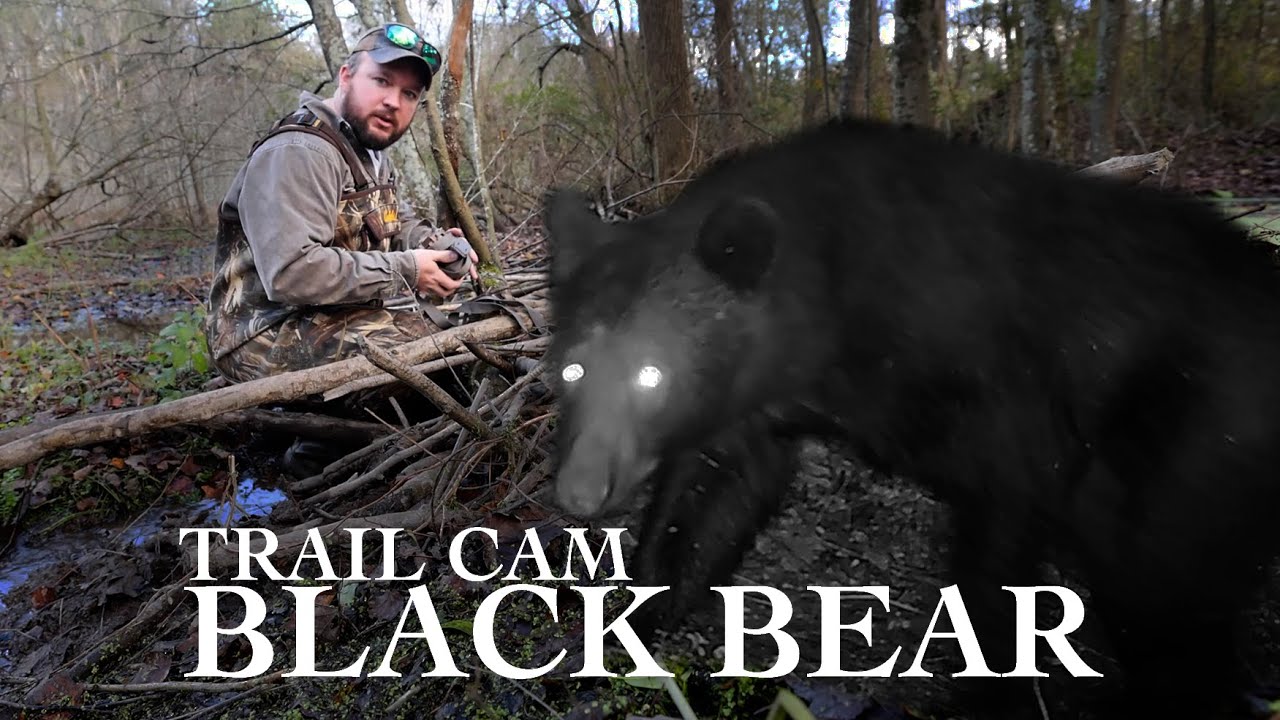 Trail Camera captures bear, beavers, ducks & more! | Trail Cam Tuesday ...