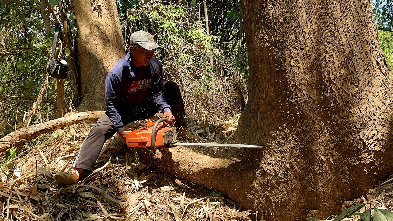 Difficult cutting‼️Cut down 2 dangerous old trees. - YouTube