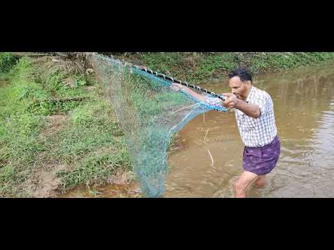 fish catching maniyoor vayal, anabus thiloppy, vaala - YouTube