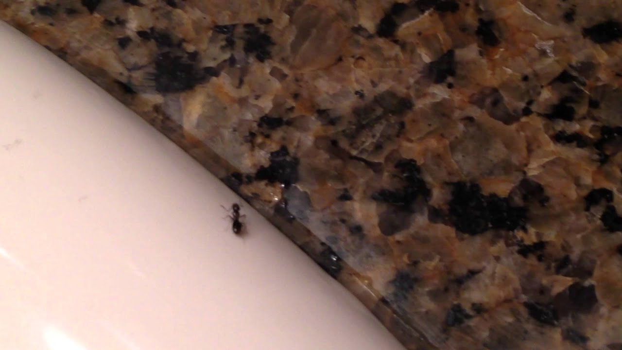 Close up of an Ant in the bathroom - YouTube
