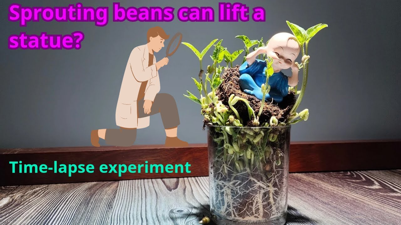 The life cycle of a bean plant in 20 days | Bean Time-Lapse. - YouTube
